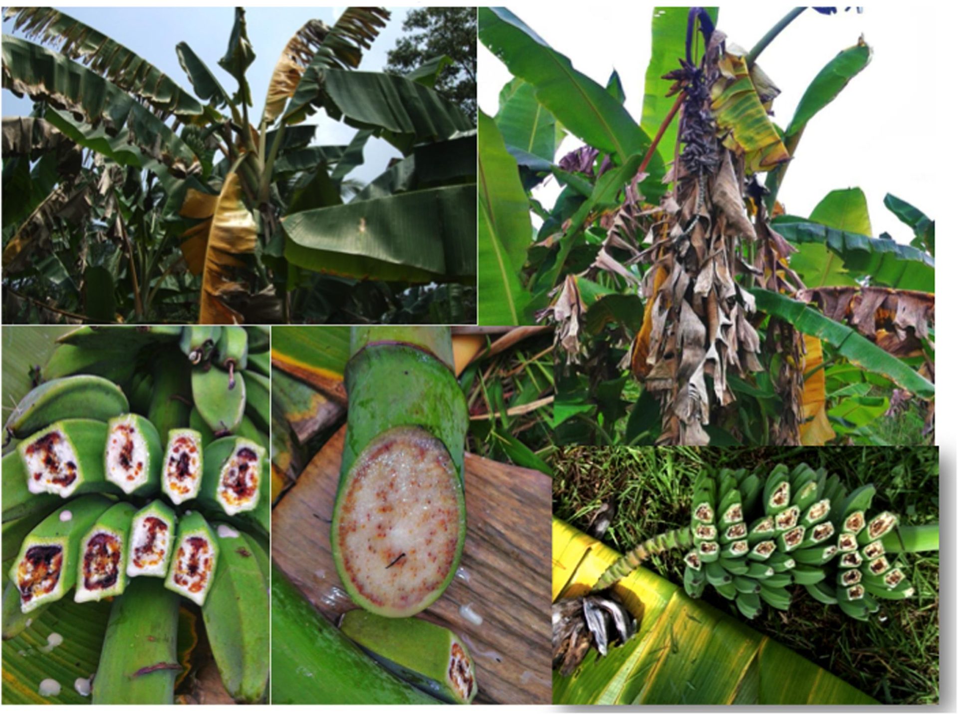 Farmers' Desk: How To Fight Banana Bacterial Wilt in Uganda | The ...
